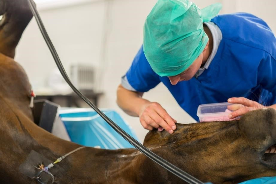 Revolutionizing Veterinary Surgery: Exploring the Latest Tools with Dr ...
