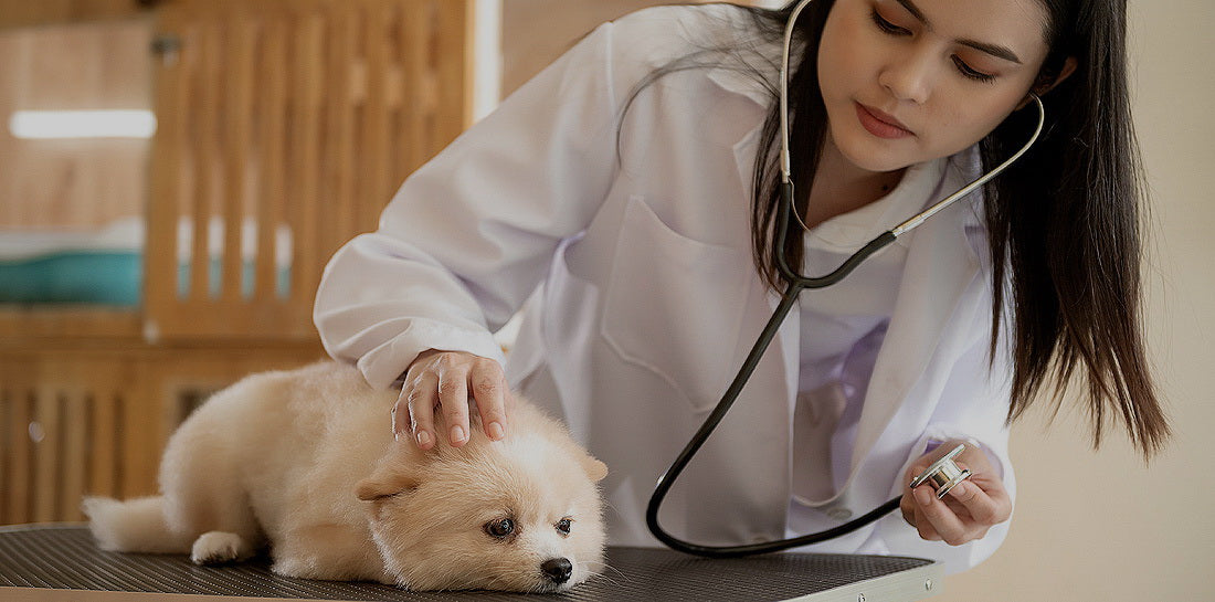 Buy Equestrian Surgical Instruments and Equipment Online USA – Dr.Tail