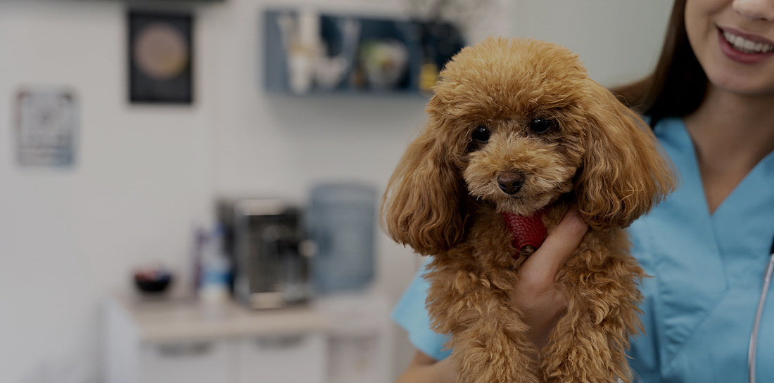 Buy Equestrian Surgical Instruments and Equipment Online USA – Dr.Tail